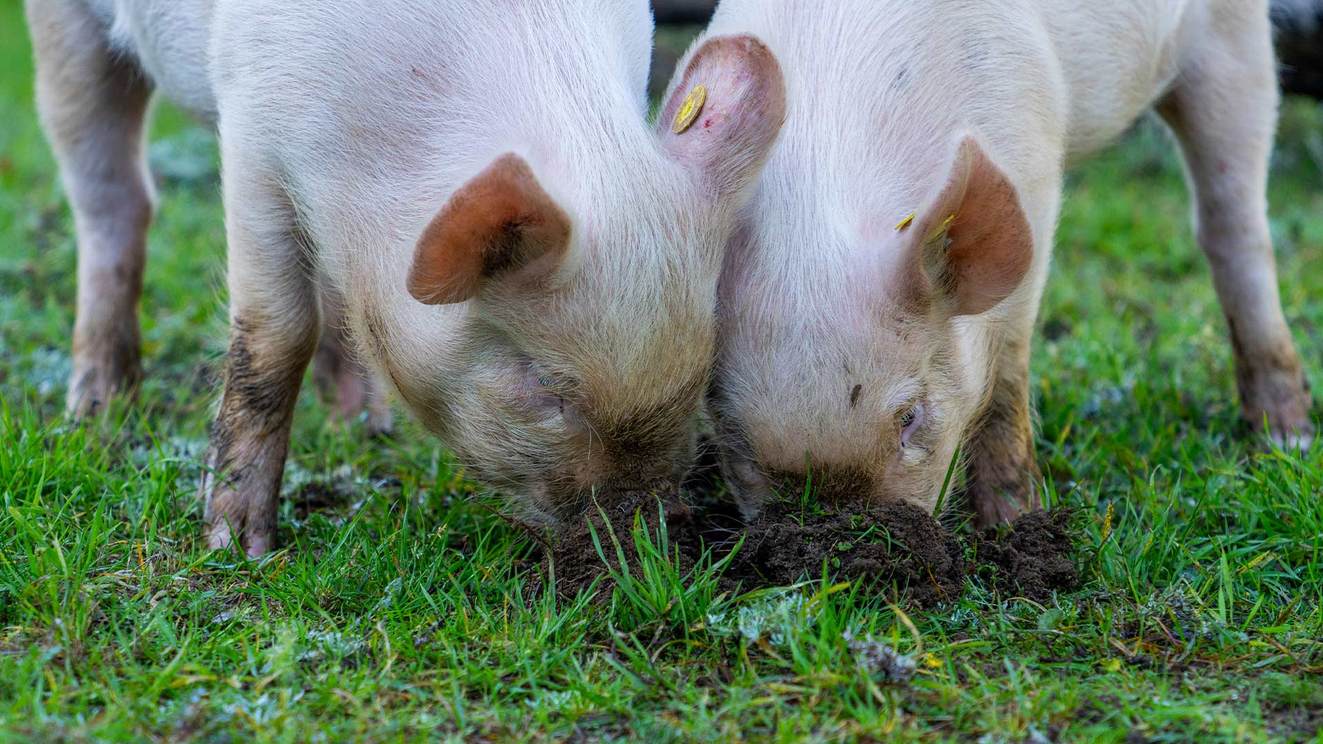 Meet the New Piggy Pals | Woburn Safari Park
