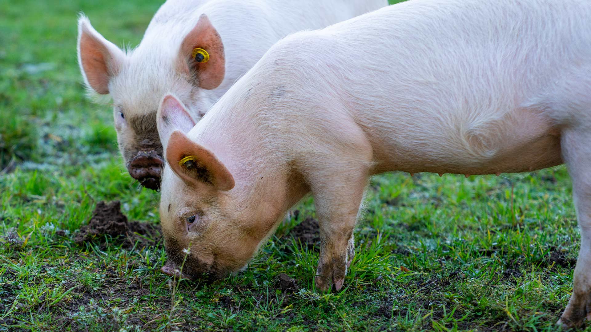 Meet the New Piggy Pals | Woburn Safari Park