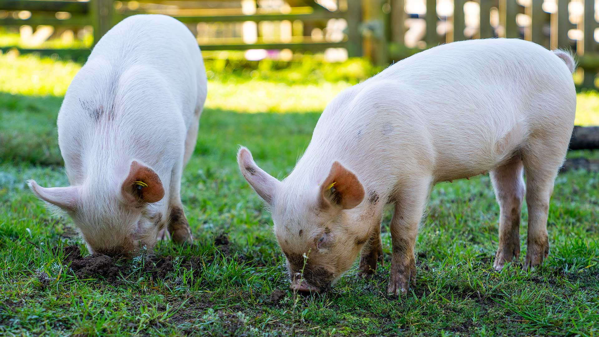 Meet the New Piggy Pals | Woburn Safari Park
