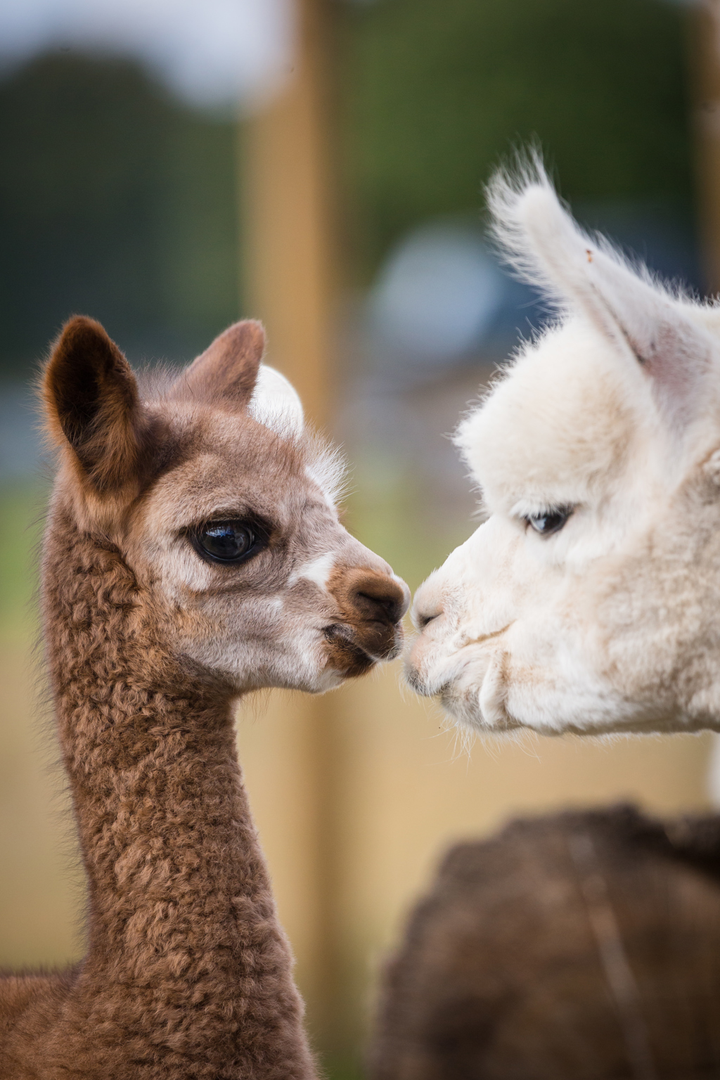 Open Dated Flexi Ticket | Woburn Safari Park