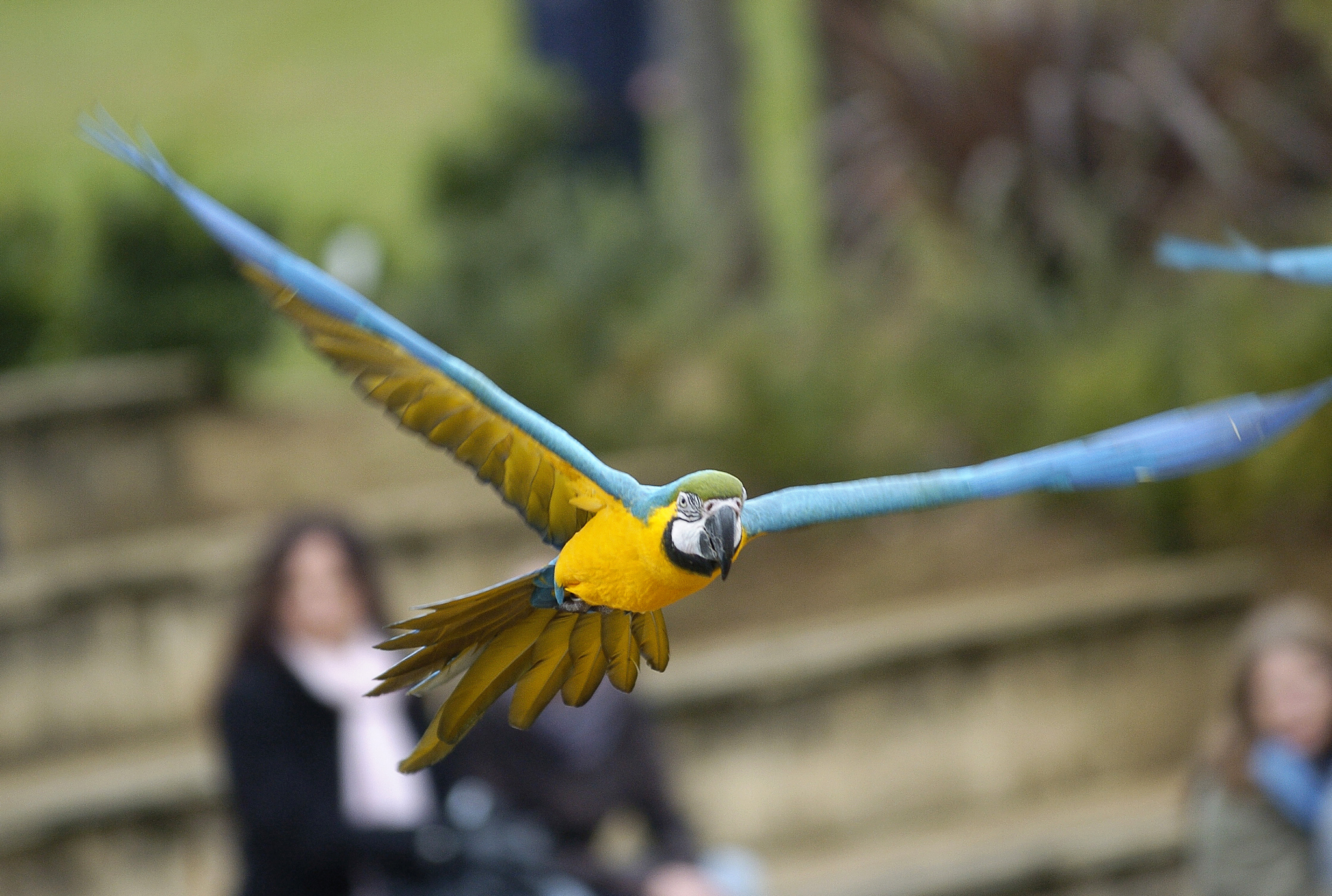 Blue and Gold Macaw | Woburn Safari Park