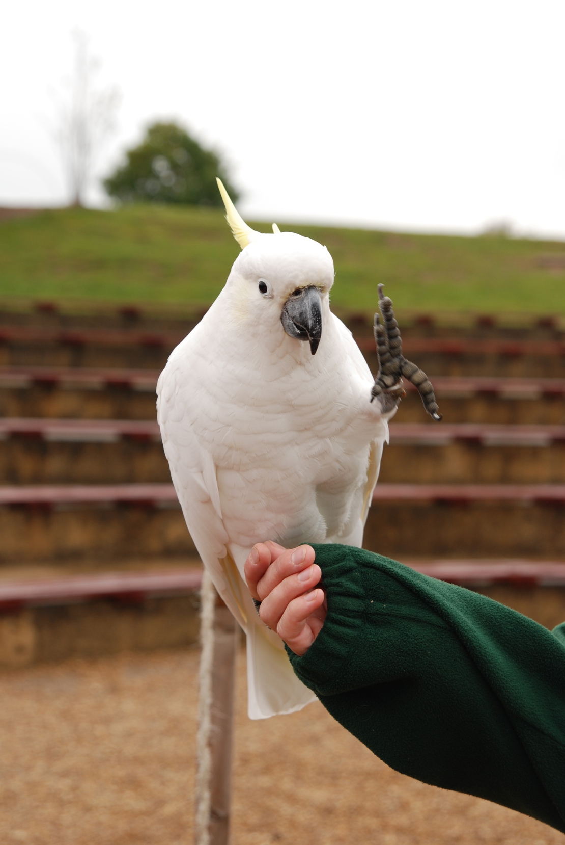 Meet Pepe the Cockatoo | Woburn Safari Park
