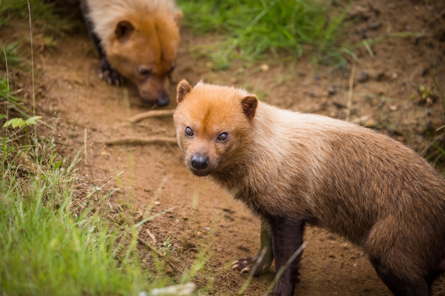 Bush dogs | Woburn Safari Park