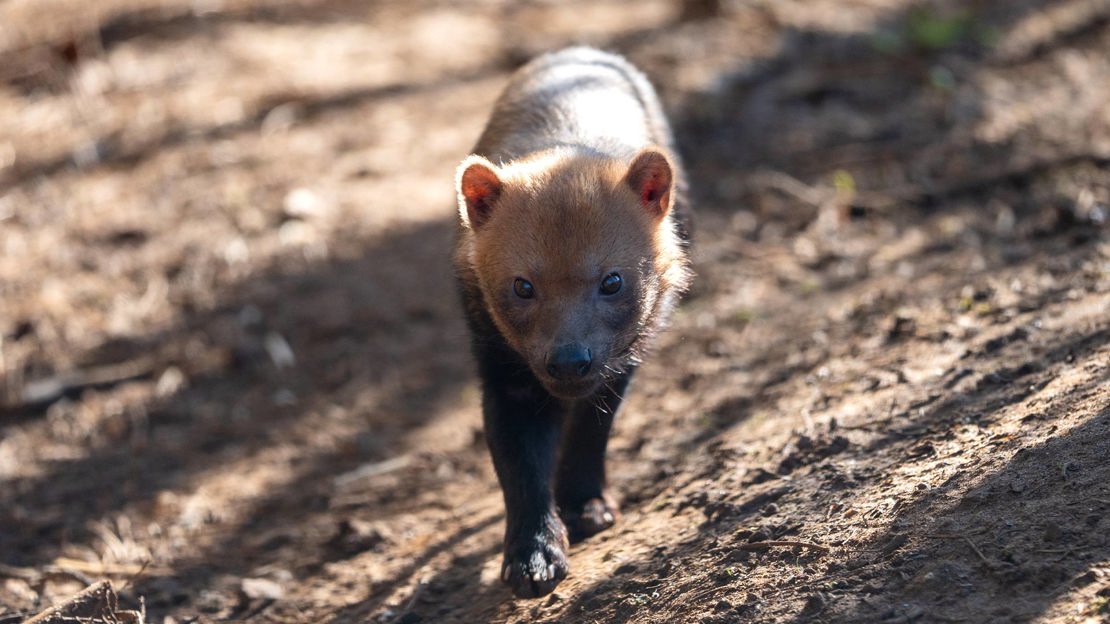 Bush dogs | Woburn Safari Park
