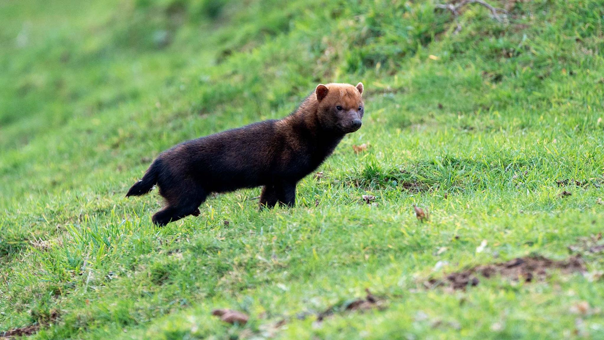 Bush dogs | Woburn Safari Park