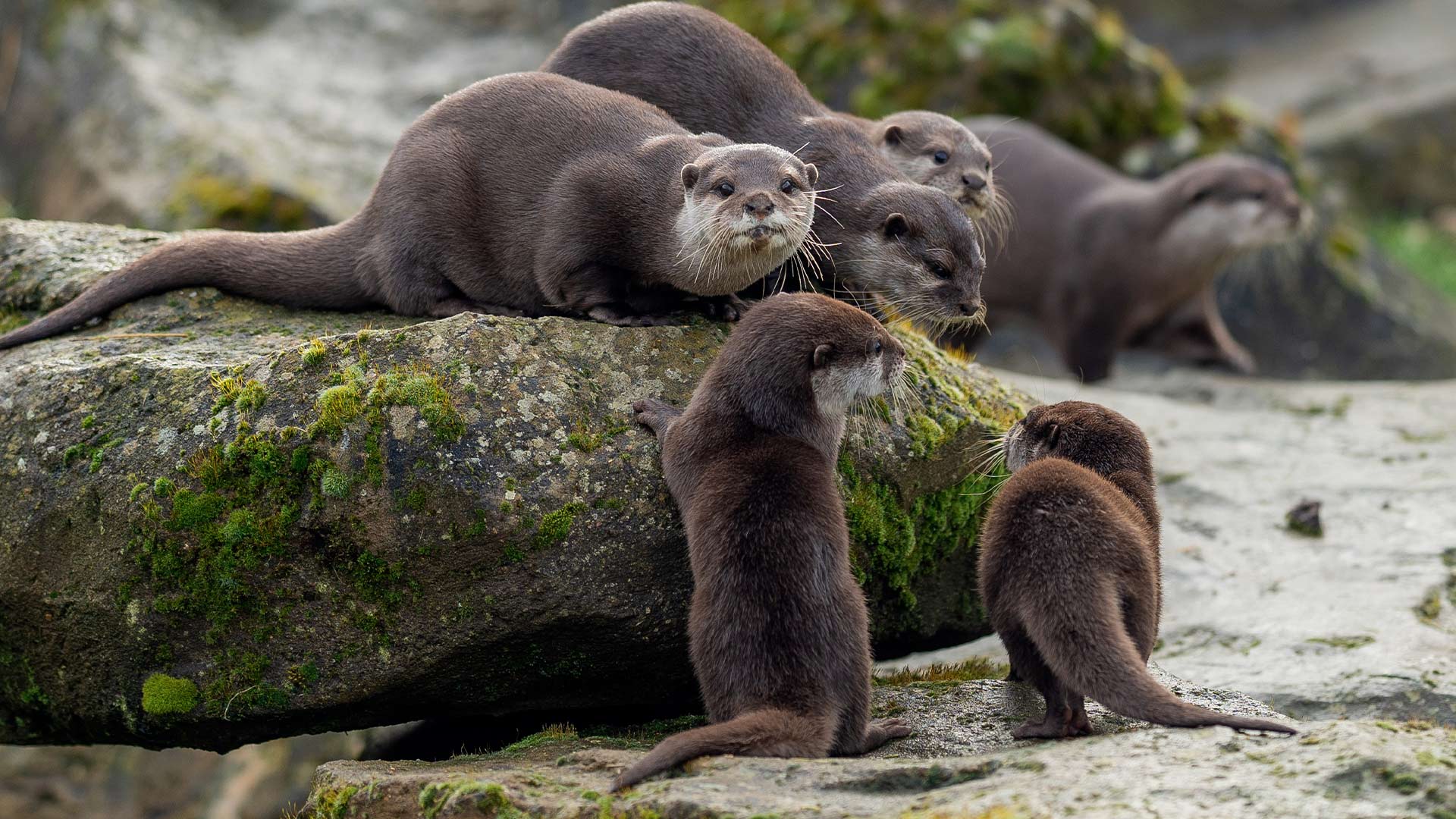 Mother’s Day: The Importance of Charity and Conservation | Woburn ...