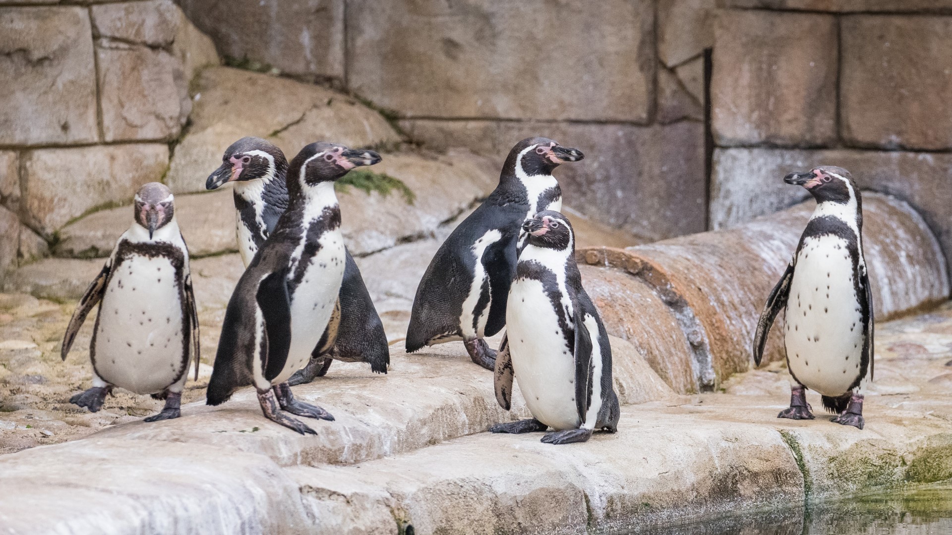 Humboldt Penguin | Woburn Safari Park