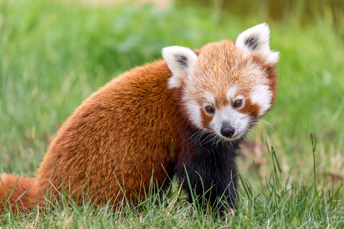 Red Panda | Woburn Safari Park