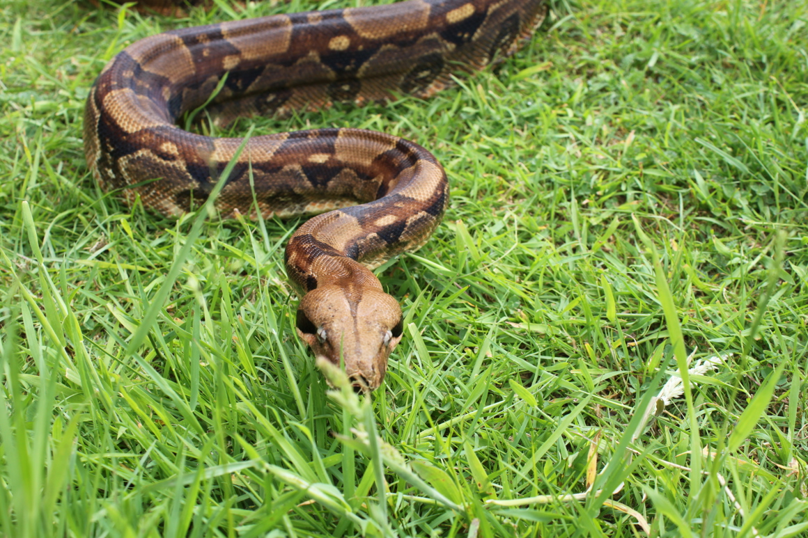 Boa Constrictor | Woburn Safari Park
