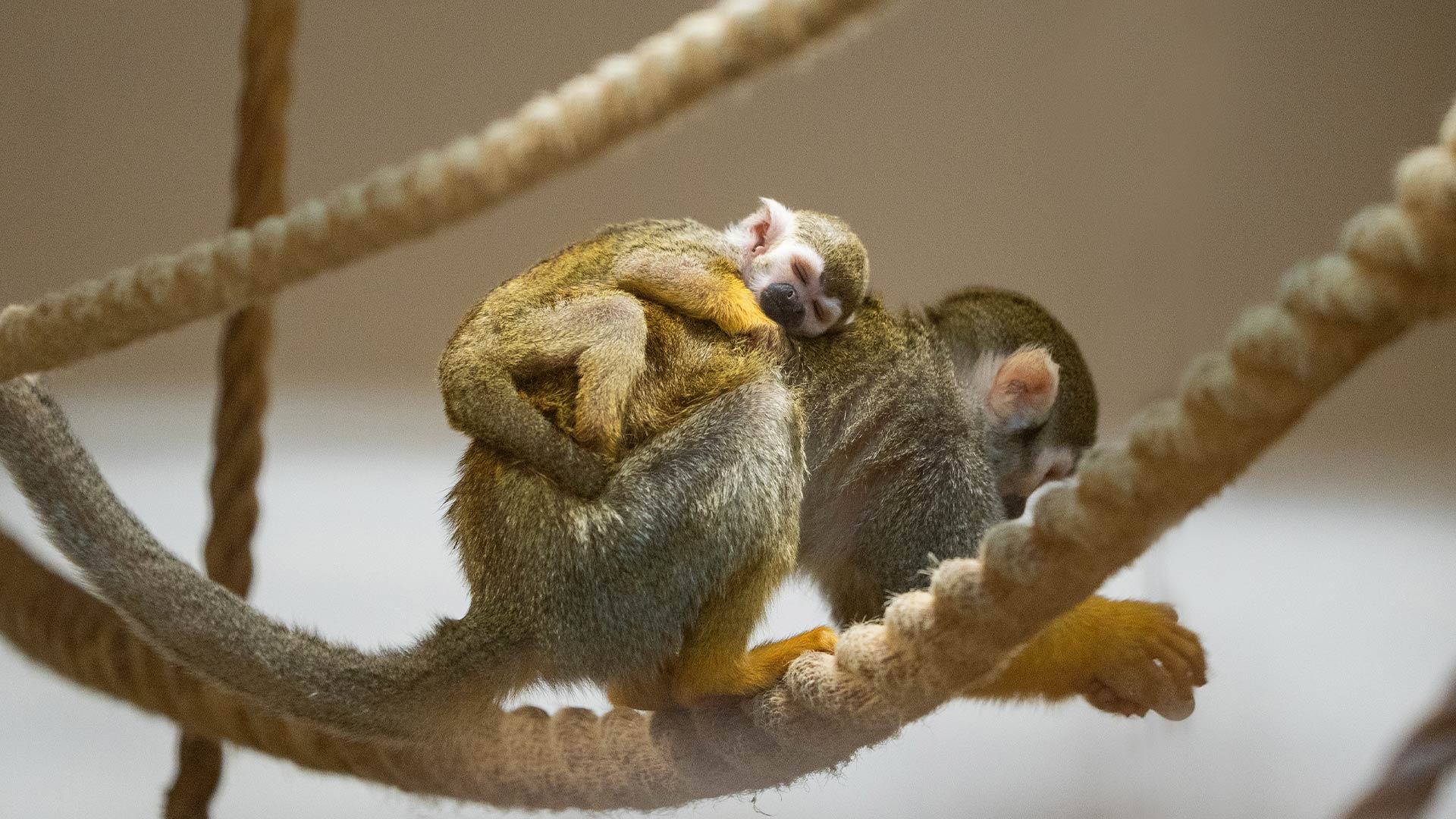 New Year, New Baby! | Woburn Safari Park