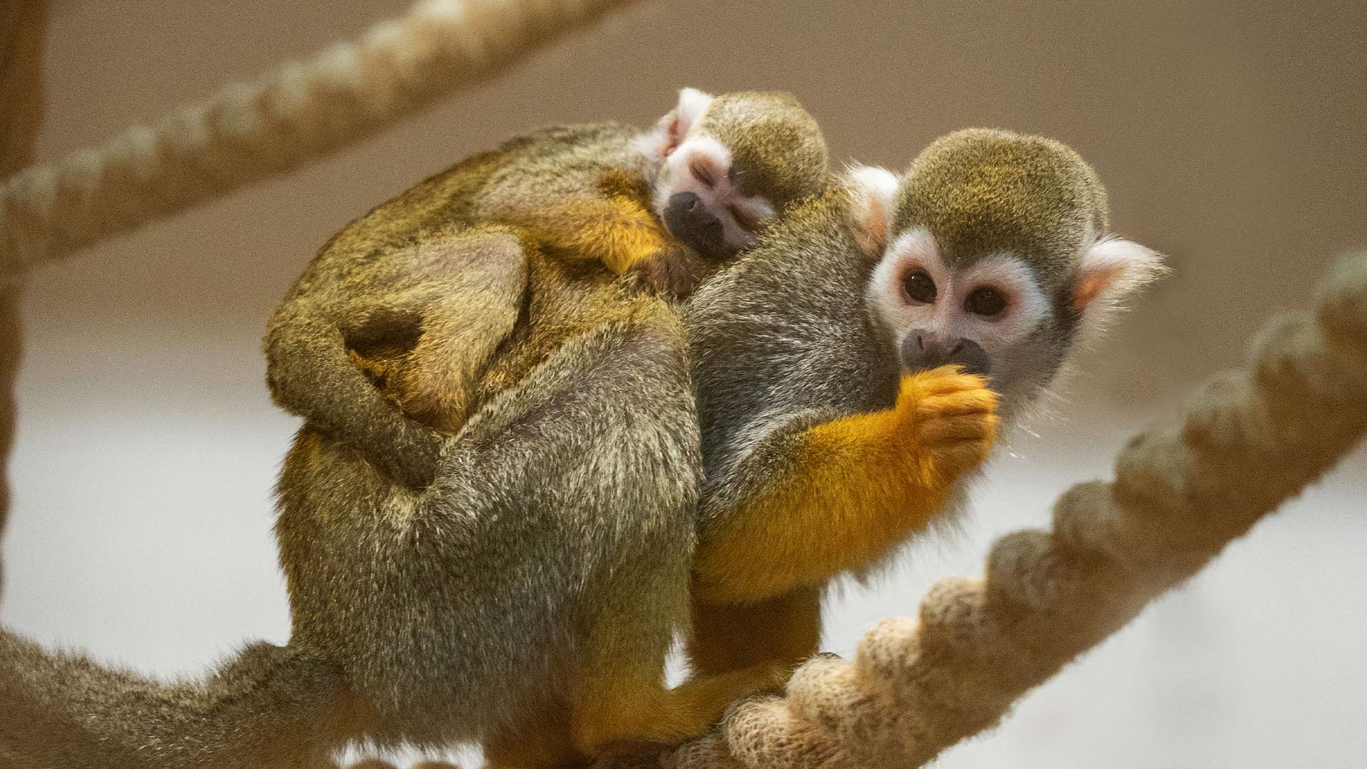 New Year, New Baby! | Woburn Safari Park