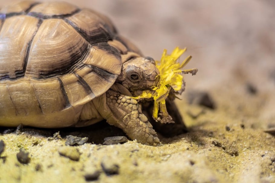 Egyptian Tortoise | Woburn Safari Park