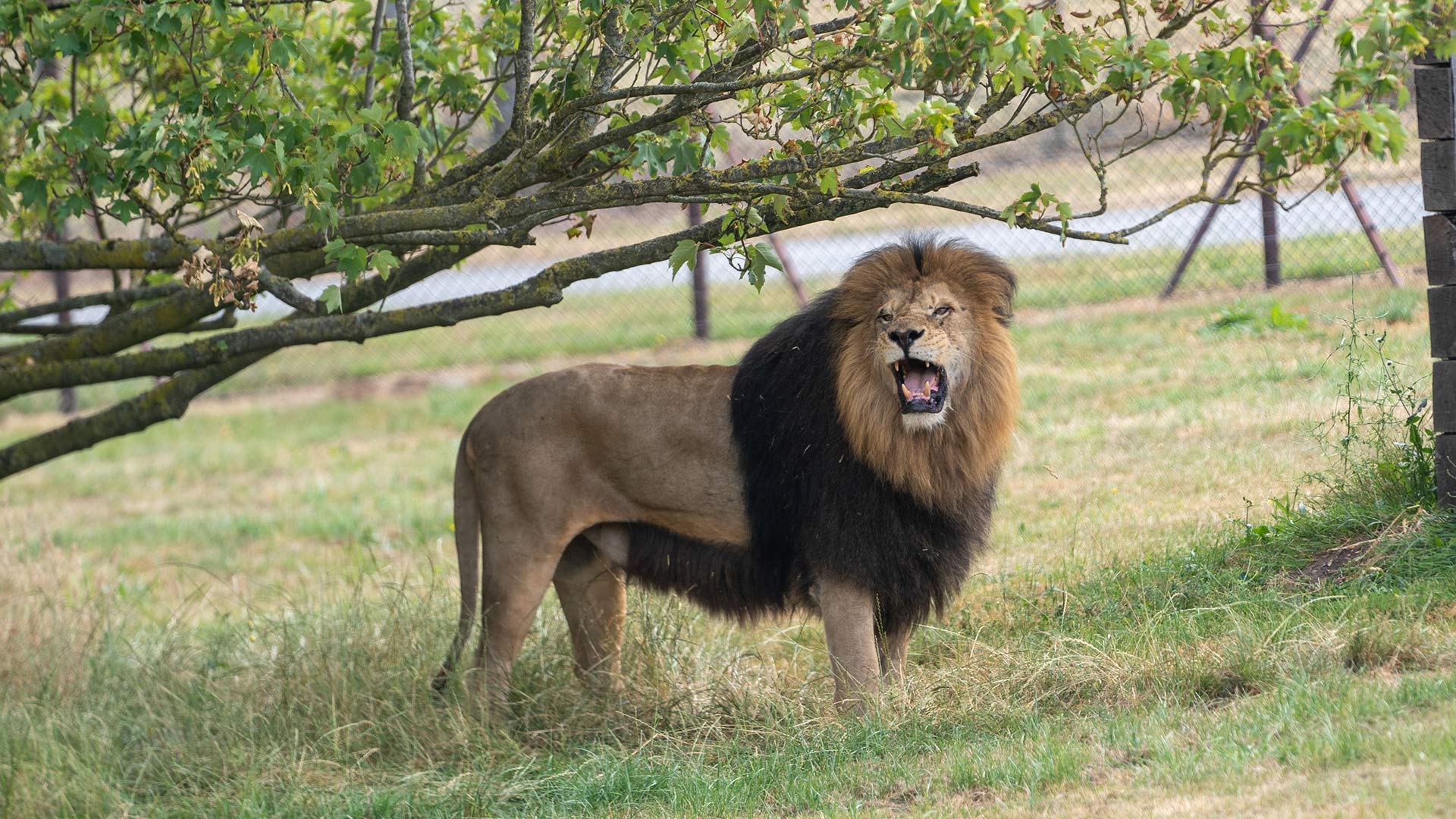 Roaring Good News: Welcoming a New African Lion! | Woburn Safari Park