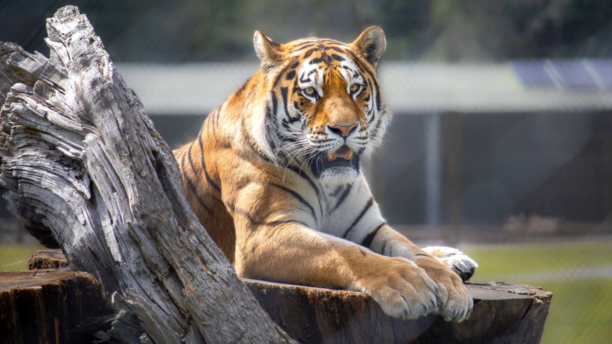 Tesco Clubcard Tickets | Woburn Safari Park