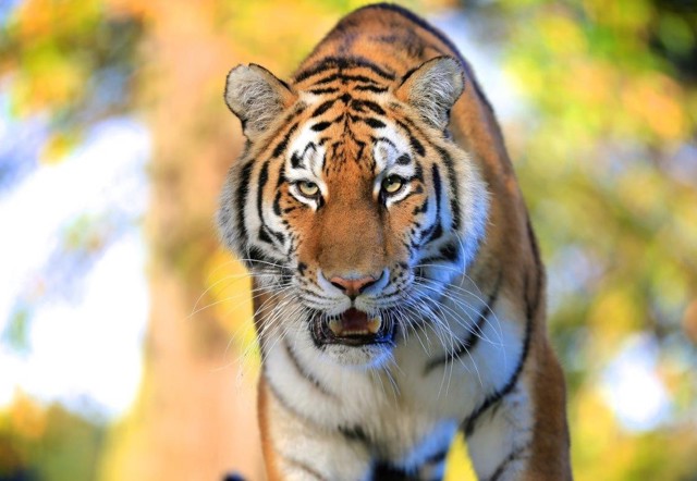 Tiger Experience | Woburn Safari Park