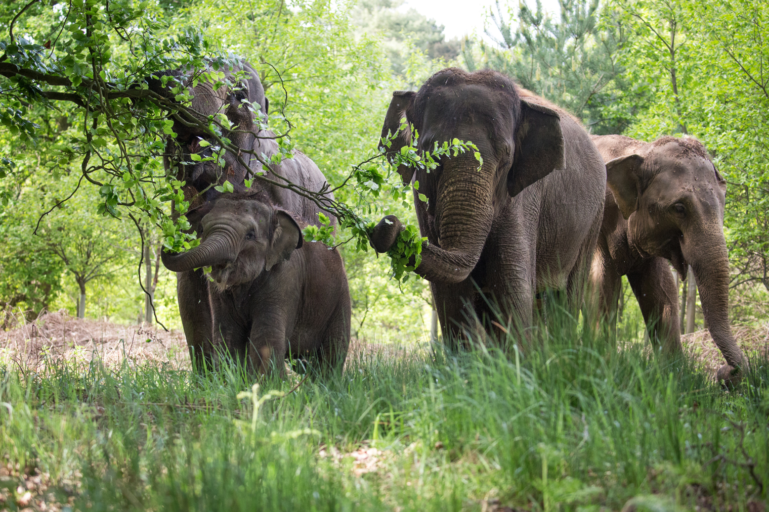 International Elephant Foundation | Woburn Safari Park