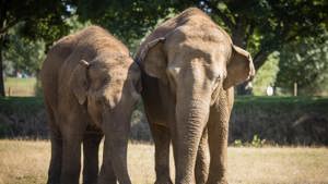 Asian Elephant | Woburn Safari Park