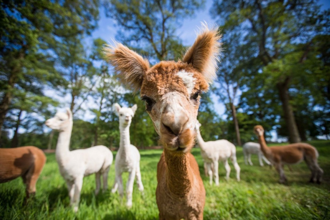 Alpaca | Woburn Safari Park