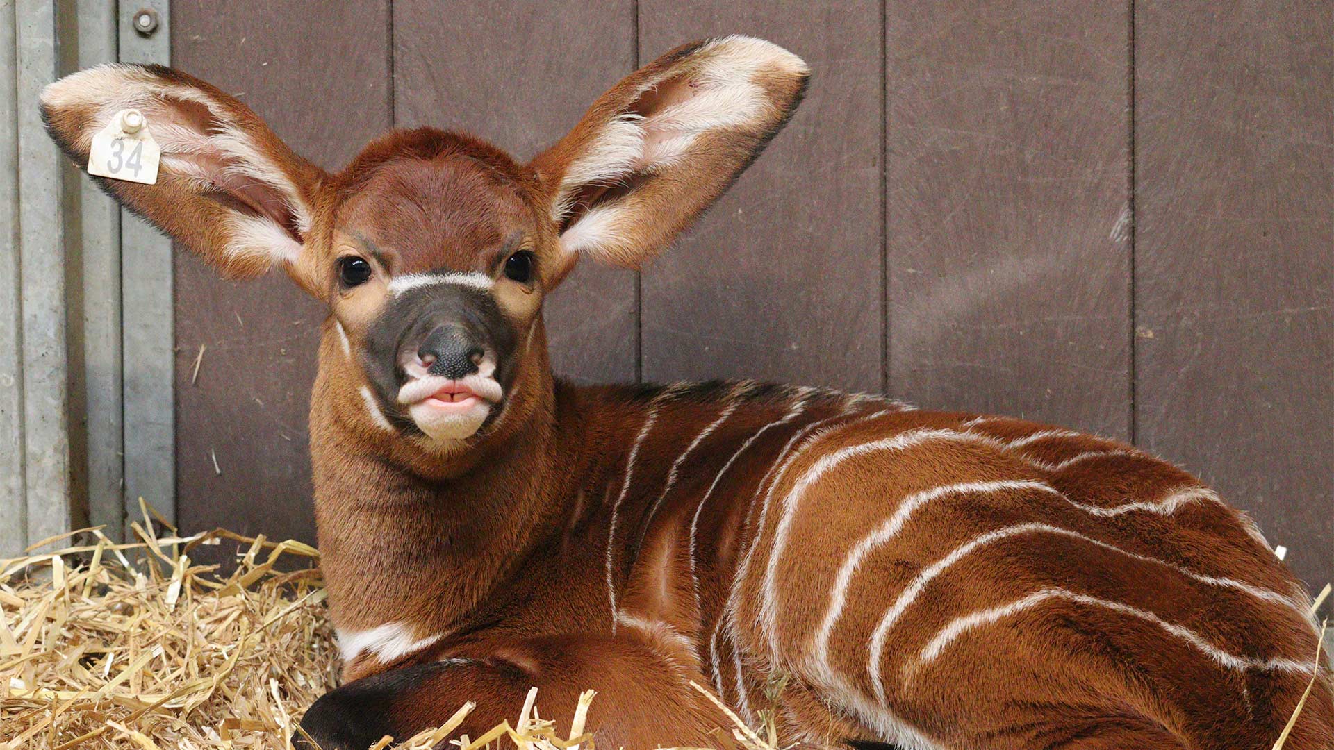Eastern Mountain Bongo | Woburn Safari Park