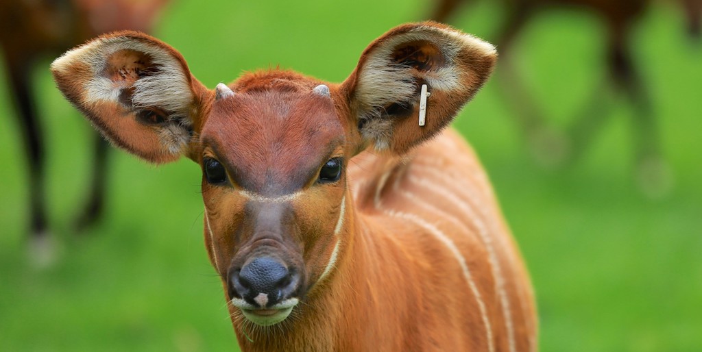 The Bongo Surveillance Project | Woburn Safari Park