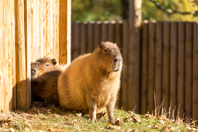 Capybara | Woburn Safari Park