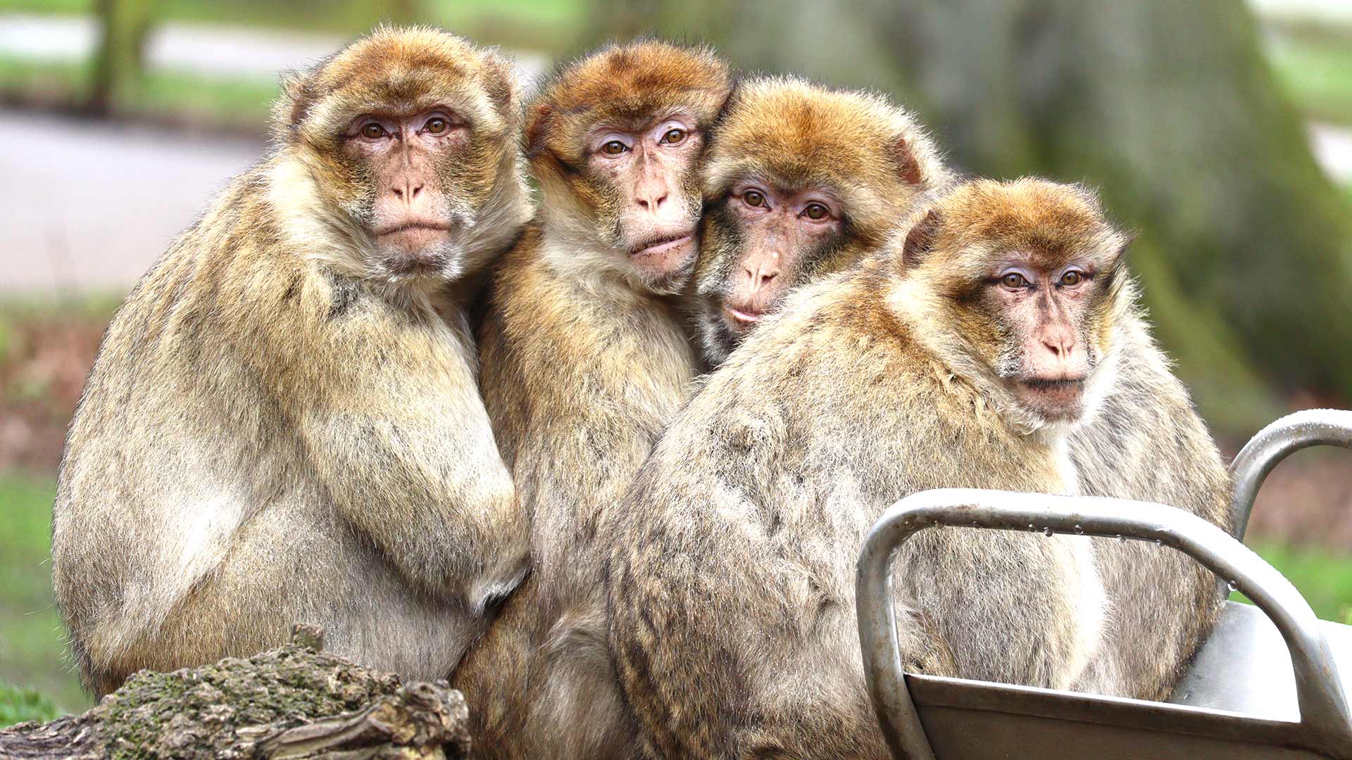 Meet The Monkeys this International Barbary Macaque Week | Woburn ...