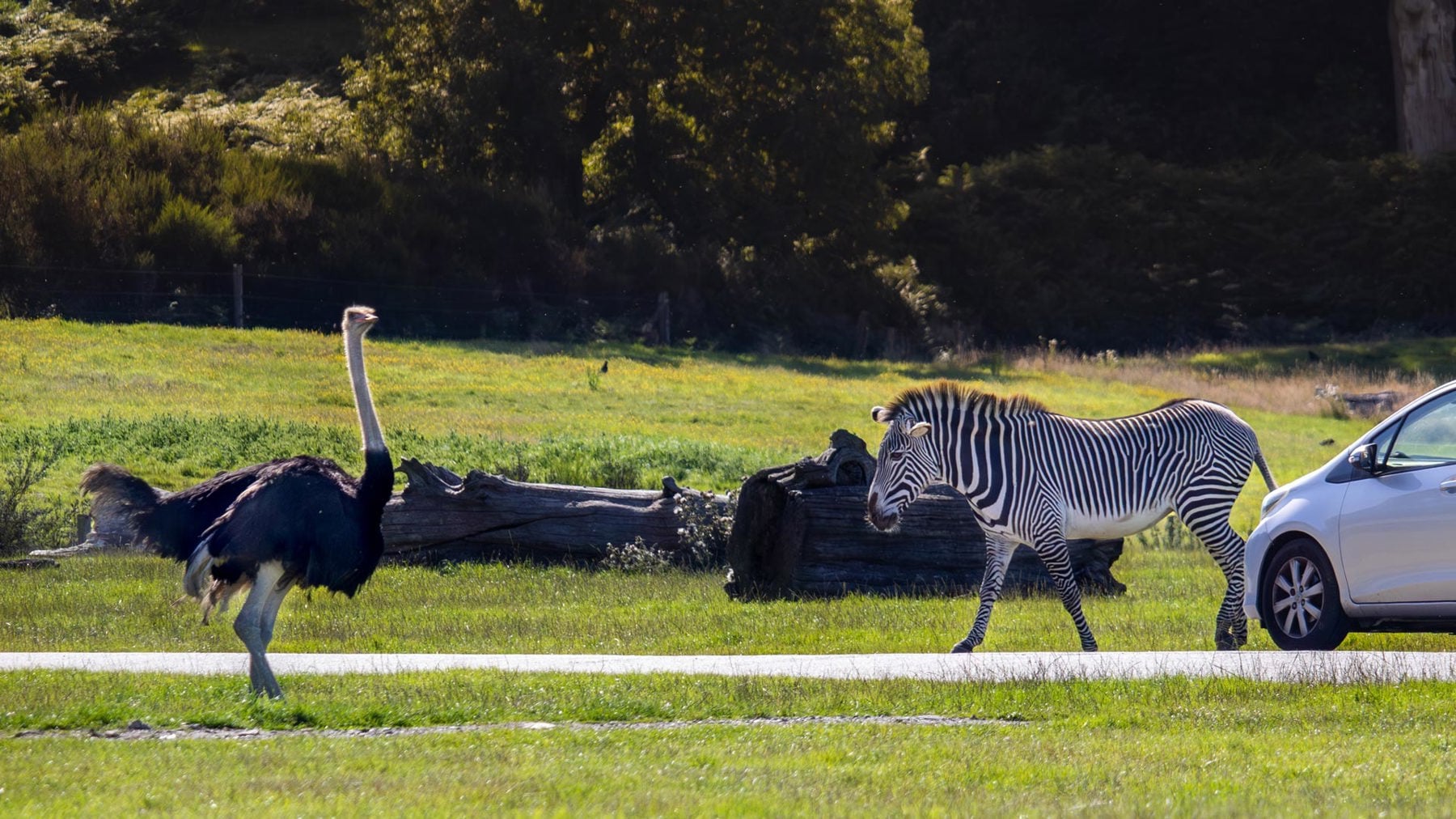 Drive-Through Safari Experience | Woburn Safari Park