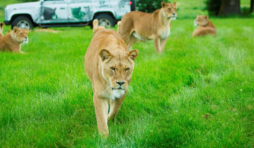 Lion Experience | Woburn Safari Park