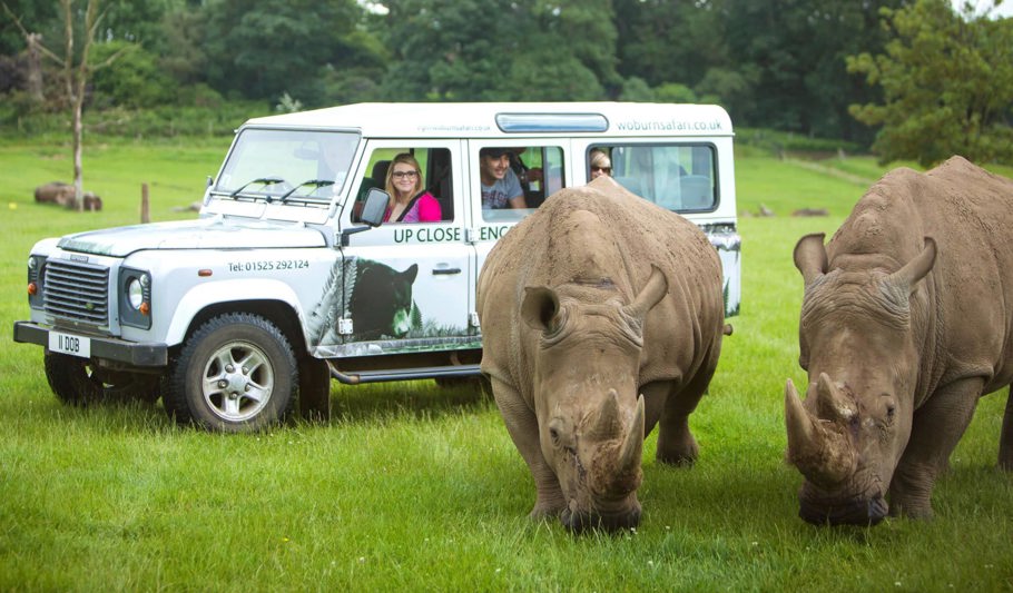 Rhino Experience | Woburn Safari Park